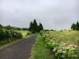 Faial Island (the Blue Island) | Guide to The Azores