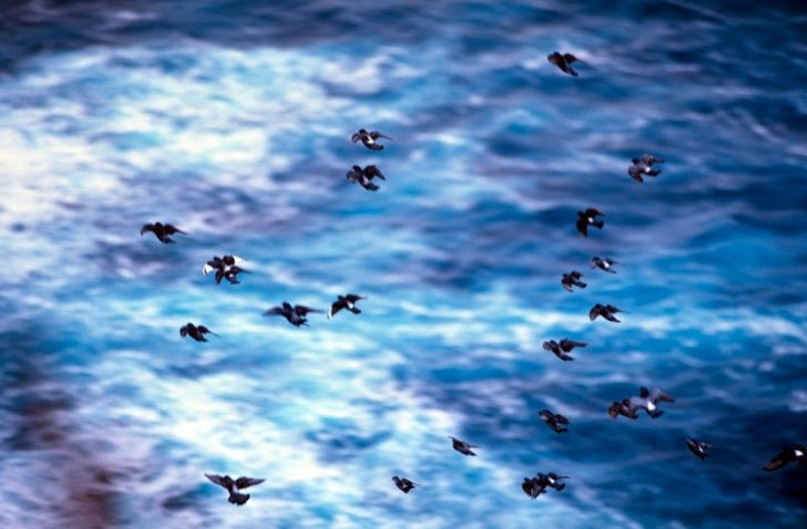 Birdwatching in the Azores | Guide to The Azores