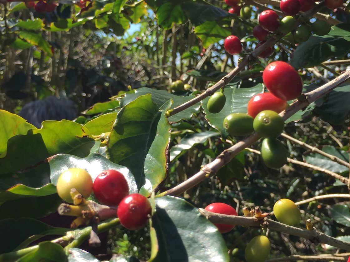 Organic Farming in the Azores | Guide to The Azores
